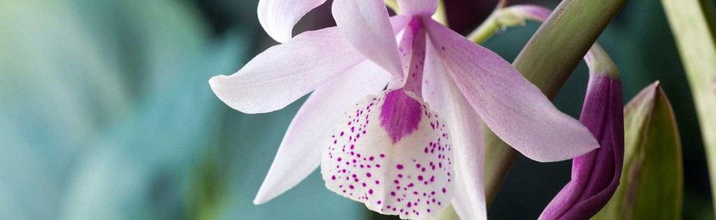 Cattleya Orchid Care Guide - Orchid Plant Care