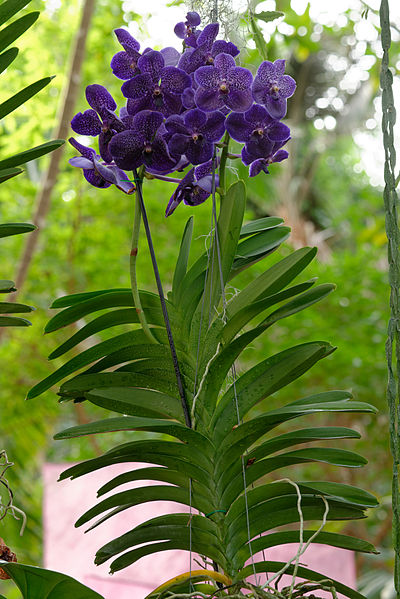 A Brief Overview of the Genus Vanda