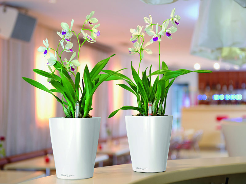 4 Reasons You Will Fall in Love with Mini Orchids