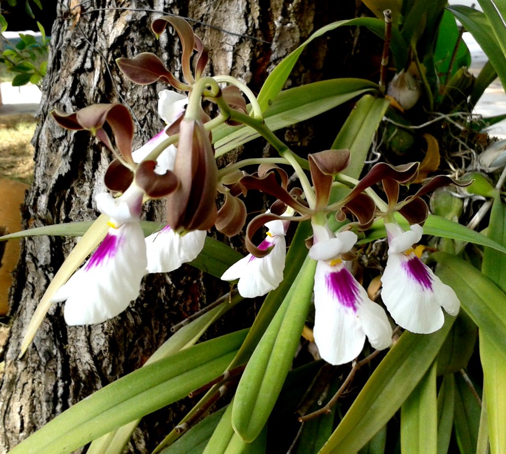 Epidendrum | Orchid Plant Care