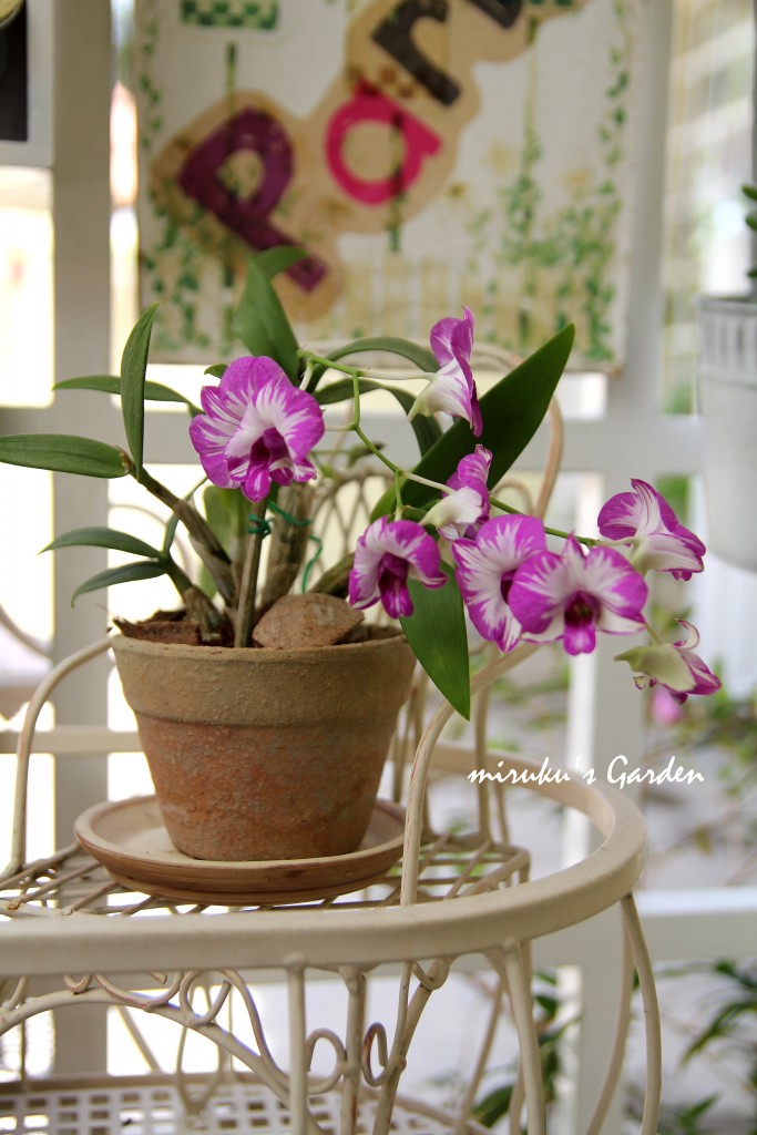 Photo of the Week: Miniature Orchid | Orchid Plant Care