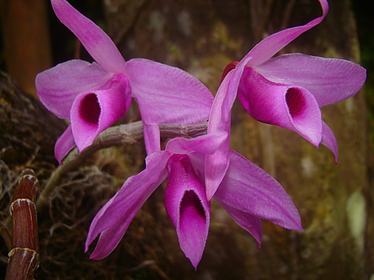 Dendrobium Anosmum | Orchid Plant Care