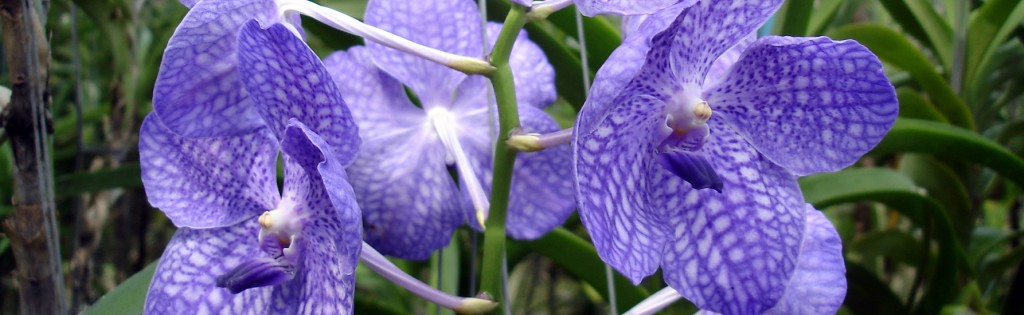 A Brief Overview of the Genus Vanda