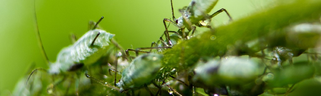 Aphid Control for Orchids - OrchidPlantCare.info