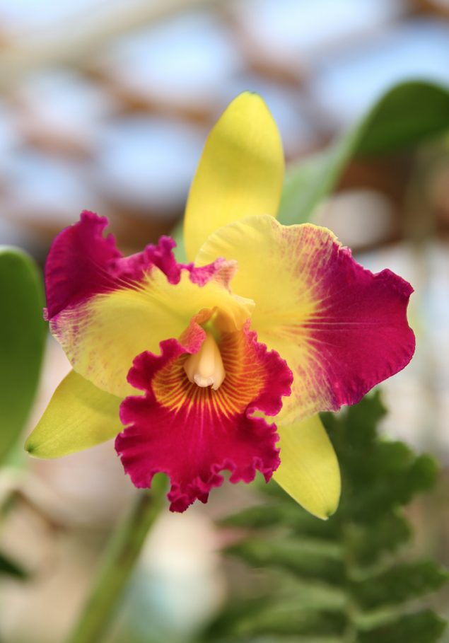 A Brief Overview of the Genus Cattleya - Orchid Plant Care
