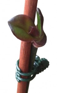 Orchid Offspring: All About Keikis - OrchidPlantCare.info