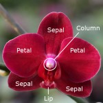 The Anatomy of an Orchid Flower - Orchid Plant Care
