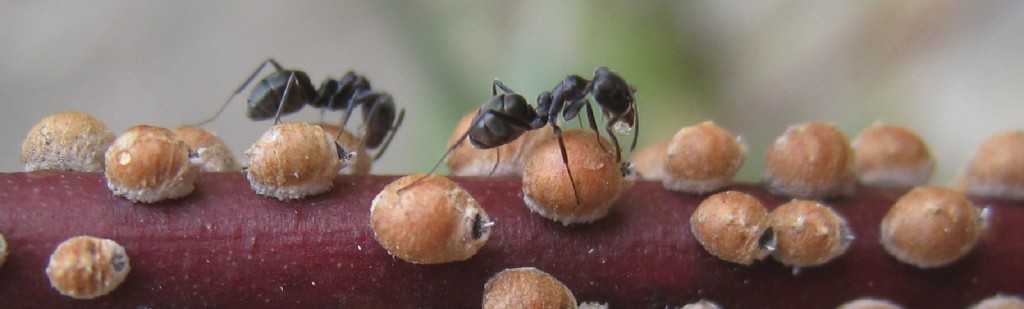 How to Get Rid of Orchid Scale - Orchid Plant Care